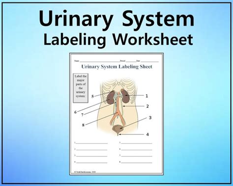 Urinary System Labeling Worksheet Science Editable Digital Download