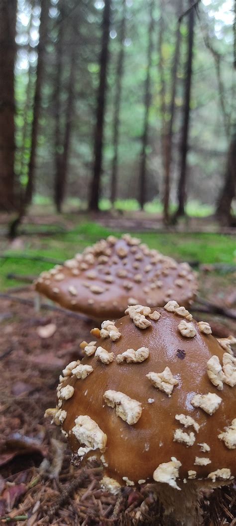 버섯 자연 비행 Agaric Pixabay의 무료 사진 Pixabay