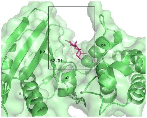 Putative Substrate Binding Site Of Jhp933 Ribbon Diagram And Surface Download Scientific