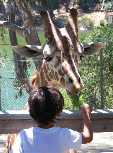 Six Flags Discovery Kingdom — Visit Vallejo