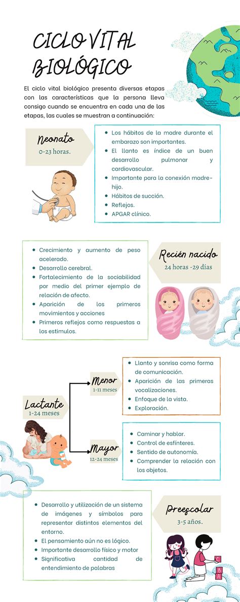 Ciclo Vital Infografia Ciclo Vital BiolÓgico Neonato El Ciclo Vital