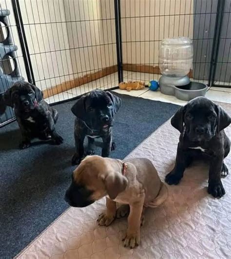 Find Free Cane Corso Puppies Near Me Adoption Guide