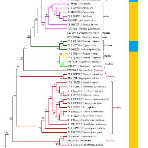 phylogenetic maximum likelihood phyml tree of the dorsal protein based