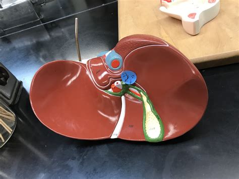 Liver Bio 239 Diagram Quizlet