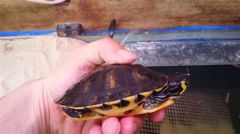 How To Sex Your Turtle Terrapin YouTube