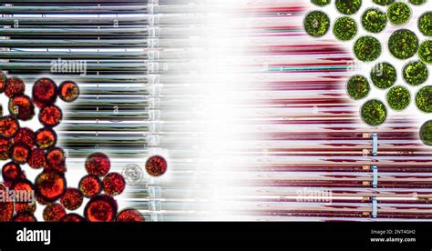Photobioreactor In Medical Science Laboratory Green And Red Algae Algae Fuel Biofuel Industry