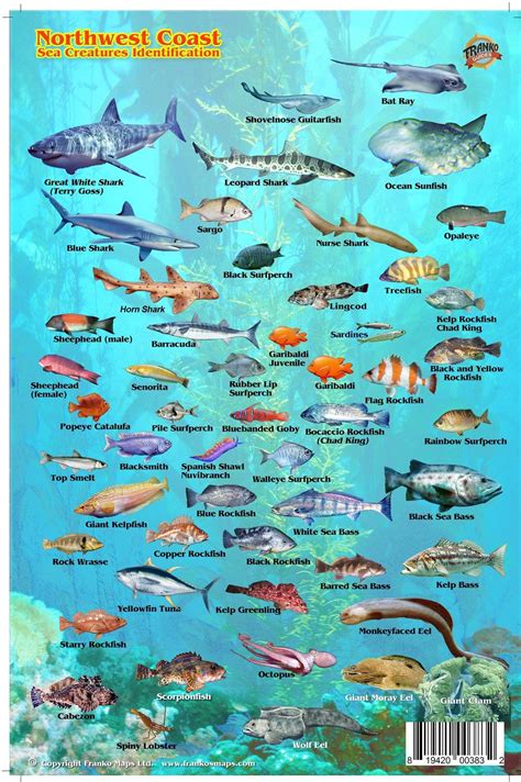 Pacific Ocean Fish