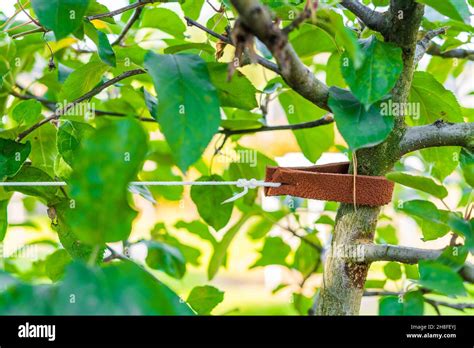 Tied Up Tree Seedling Close Up Leather Padding To Prevent Damage To Tree Bark Stock Photo Alamy