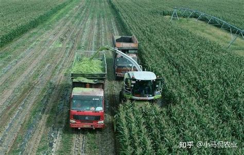 青贮玉米收割忙一台收割机460万1小时收180亩多长时间能回本 知乎