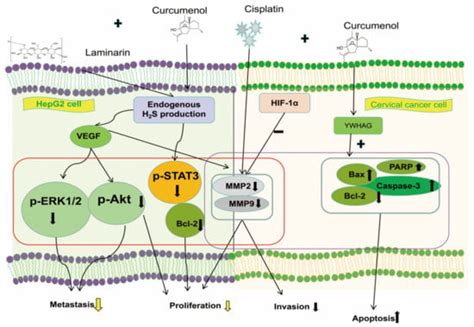 Molecules Free Full Text The Extraction Determination And Bioactivity Of Curcumenol A