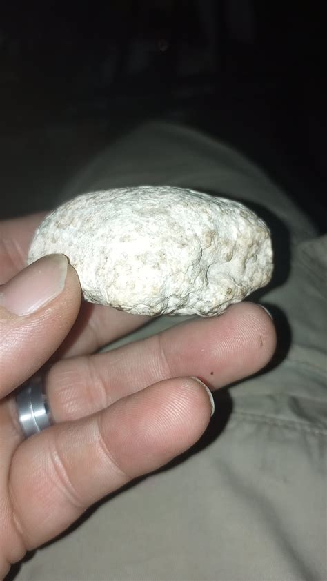 Fossil Clam Rfossilid