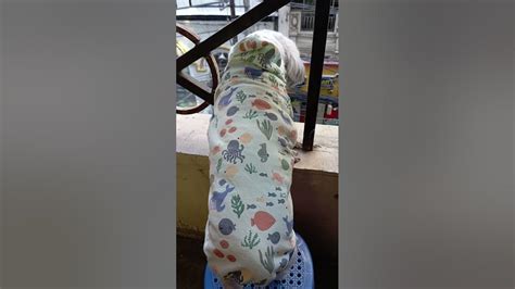 အပြင်မထွက်ရလို့ အိမ်ပေါ်မှ လမ်းမပေါ် ငေးနေတဲ့ ရော်ဘင် ၁၅ ၀၁ ၂၀၂၅