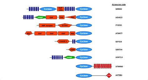 Examples Of Modular Adenylyl Cyclase Proteins Domain Symbols Adapted Download Scientific