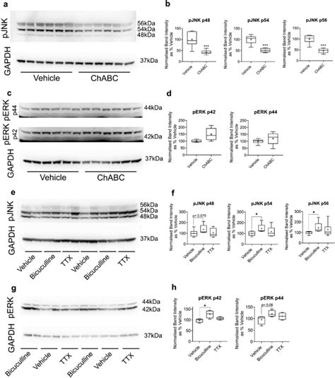 Chabc And Bicuculline Differentially Regulated Mapk Signalling