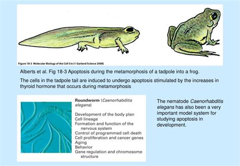 Ppt Apoptosis Powerpoint Presentation Id465294