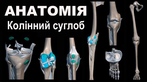 Анатомія людини Колінний суглоб Youtube