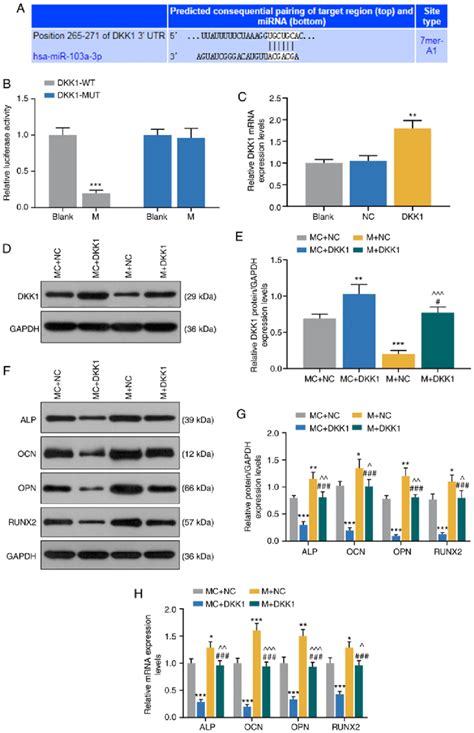 Mir 103a 3p Promotes Expression Levels Of Osteogenesis Related Genes In Download Scientific