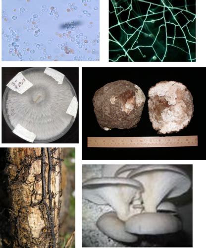 Bio Fungi Flashcards Quizlet