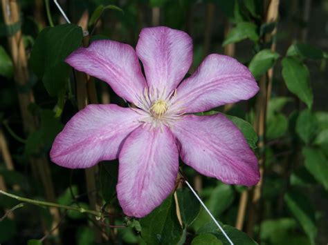 Clematis Betty Risdon Clematis Betty Risdon Baumschule Horstmann