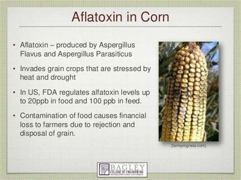 Aflatoxin By Aspergillus Flavus Drought Food Feeding