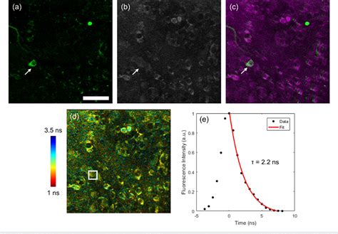 Figure 1 From High Speed Label Free Two Photon Fluorescence Microscopy