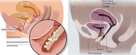 Biology Of Orgasm Most Expensive Dildo