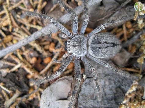 Giant Wolf Spider Wild Sonora