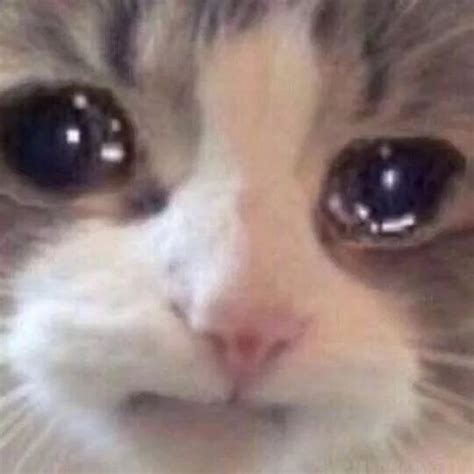 Crying Cat Meme Explained Meaning Origin And Free 20 Crying Cat