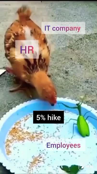 Venkatesh Ponraj On Linkedin Thehikemovement Chiken