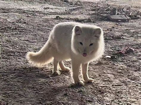 武汉一小区惊现白狐 洪山区 救护 胡顺称