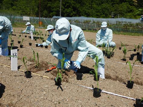 5月9日火食品ビジネス科 スイートコーン定植 兵庫県立氷上高等学校 公式ブログ