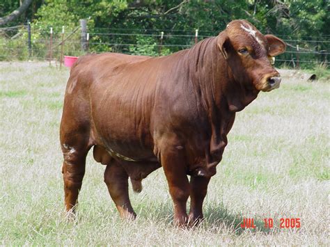 Cbs Ranch Beefmasters Beefmaster Bulls Cows And Heifers For Sale
