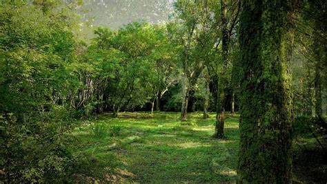 1시간 Full Ver 도심속의 숲 새소리와 바람소리 Bird Wind Asmrㅣ10분 안에 잠드는 영상심신 안정