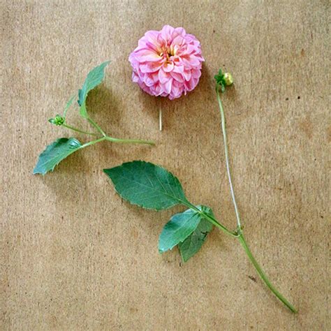 まいにちと花 霜月11月 晩秋こっくり暖かく