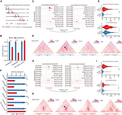 The Dynamic Landscape Of Enhancer Derived Rna During Mouse Early Embryo