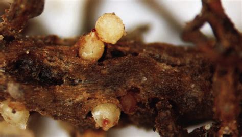 Sample For Soybean Cyst Nematode This Fall Central City Republican Nonpareil