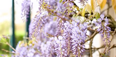 What To Do With Wisteria After Flowering — And The One Thing To Avoid
