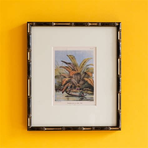 Popular History Of The Palms And Their Allies Phytelephas Macrocarpa