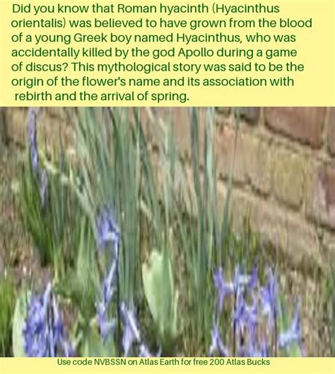 Did You Know That Roman Hyacinth Hyacinthus Orientalis Was Believed