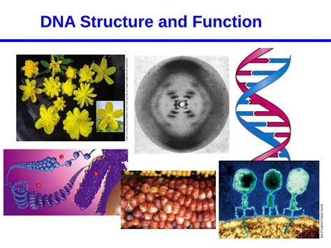 PDF DNA Structure And Function Websites Rcc Eduwebsites Rcc Edu Thaler Files 2016 09