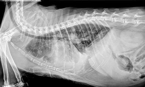 Common Respiratory Diseases In Cats Clinicians Brief