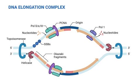 Dna Replication Process In Eukaryotes Dna Replication Dna Replication Process Structural Biology