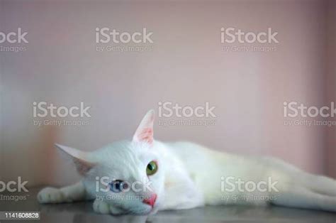 파란색과 노란색 수 면으로 두 가지 다른 색상의 눈을 가진 흰 고양이 가축에 대한 스톡 사진 및 기타 이미지 가축 갈색 고양이 새끼 Istock