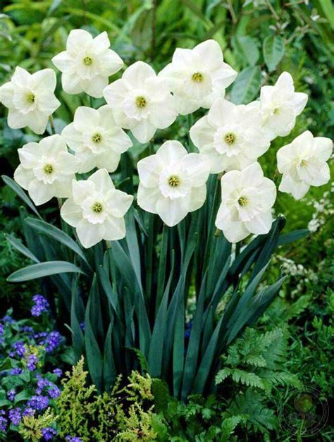 Нарцисс Стейнлесс Narcissus Stainless купить луковицы в Москве по низкой цене доставка почтой