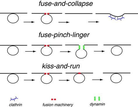 Neurotransmission And Modulation Flashcards Quizlet