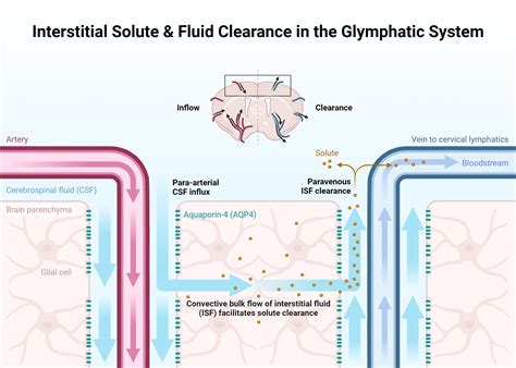 Interstitial Solute And Fluid Clearance In The Glymphatic System