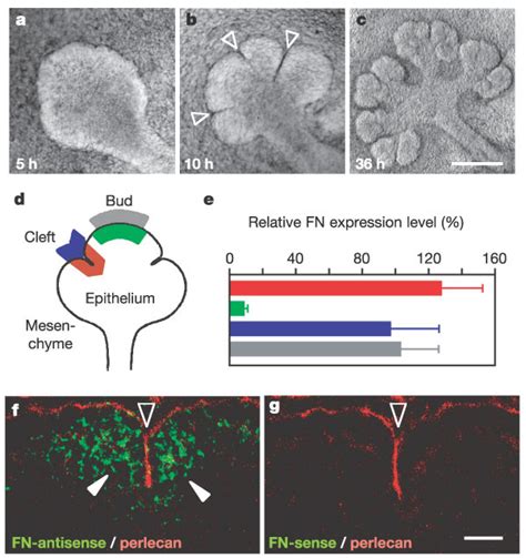Expression Of Fibronectin Mrna In Branching Morphogenesis Of Mouse Download Scientific Diagram