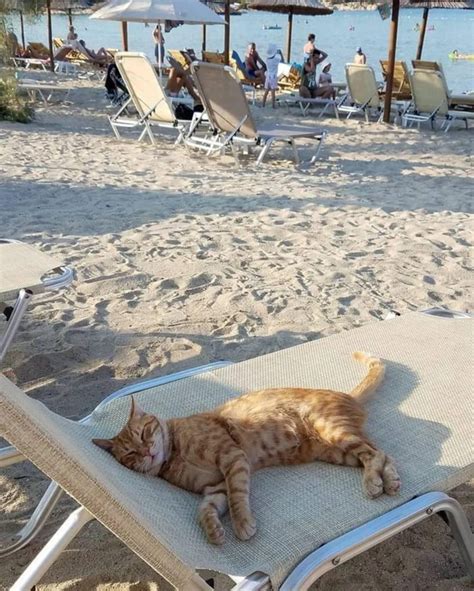 This Redhead Clearly Lives Better Than Me D Gag