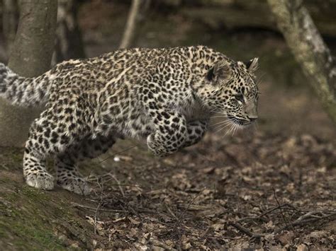 Кавказский барс - 70 фото