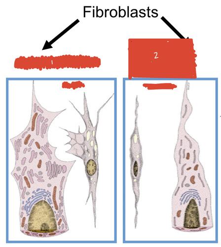 L4 CM Bio Histology Of Connective Tissue Flashcards Quizlet